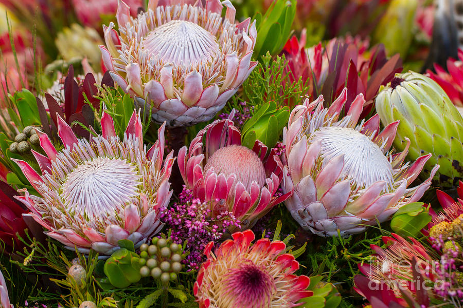 Protea Photograph by Cuson | Pixels