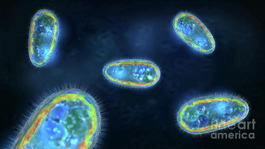 Protozoa Photograph by Christoph Burgstedt/science Photo Library