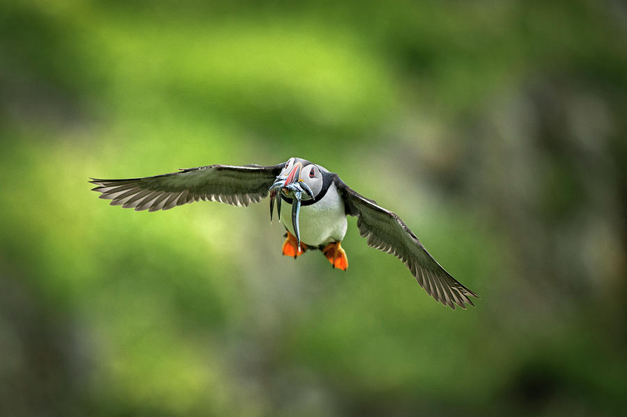 Puffin (fratercula Arctica), In Flight With Sand Eel In Mouth, Portmagee, Kerry, Ireland Digital ...