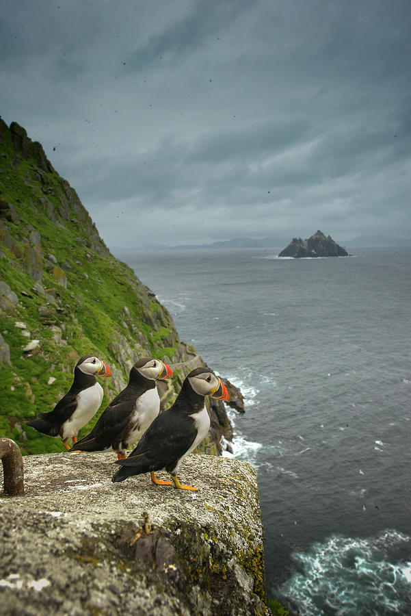 Puffins (fratercula Arctica) Resting On Rocks, Skellig Islands, Portmagee, Kerry, Ireland ...
