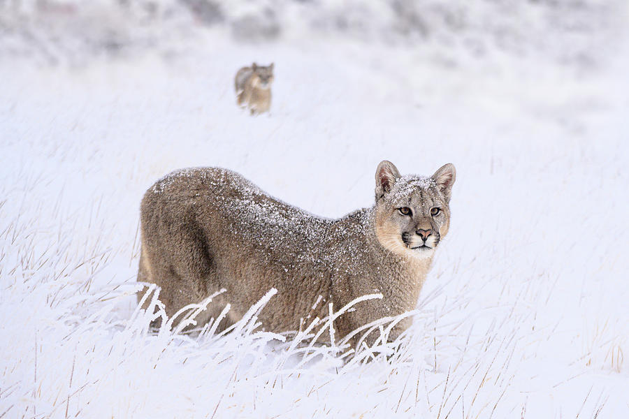 Puma Cub Walking In Deep, Fresh Snow, Chile Photograph by Nick Garbutt ...