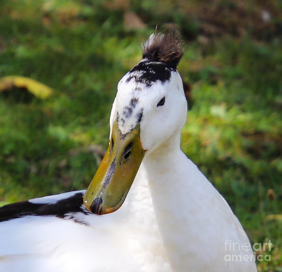 Punk Rock Duck Photograph by Leslie Gatson-Mudd | Pixels