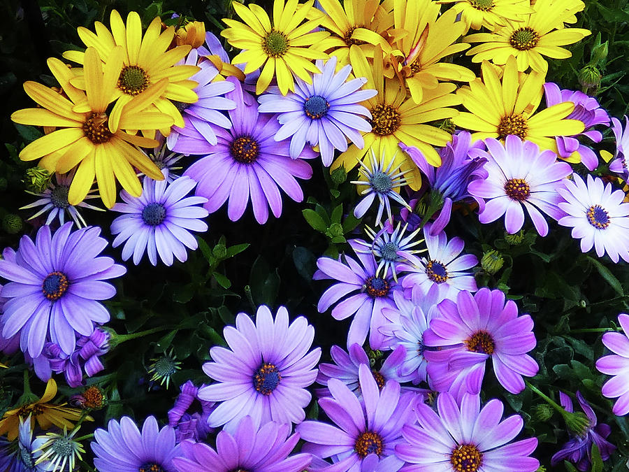 Purple and Gold Photograph by Susan Burger - Pixels