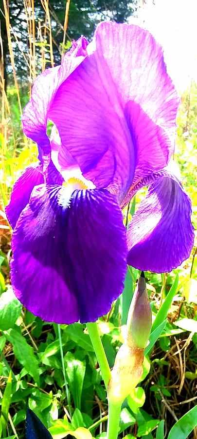 Purple Iris Photograph by Erin Priddy - Pixels