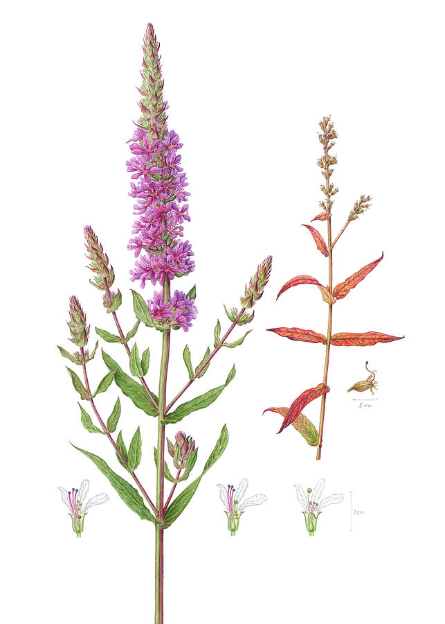 Purple-loosestrife Watercolour Illustration Photograph by Linda Pitkin ...