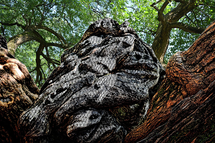 Python Knot Photograph by Bob Welch