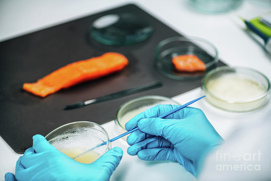Quality Control Inspector Testing Fish Sample Photograph by Microgen ...