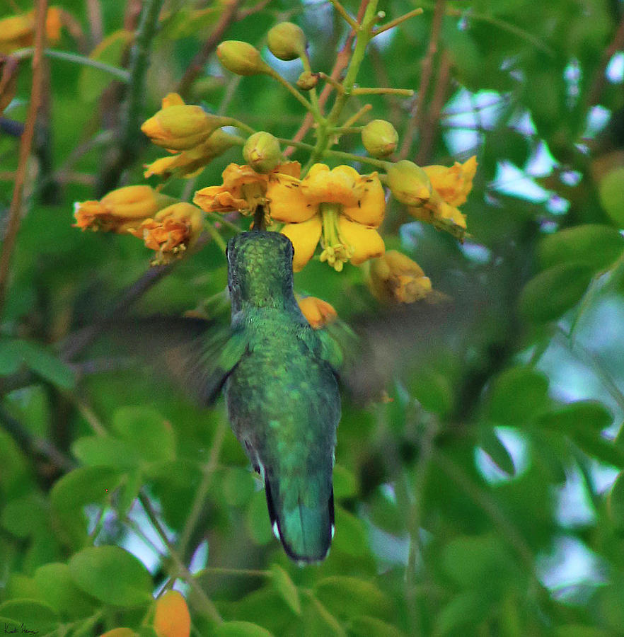Quenching Nector Photograph by Krista Heinz - Fine Art America