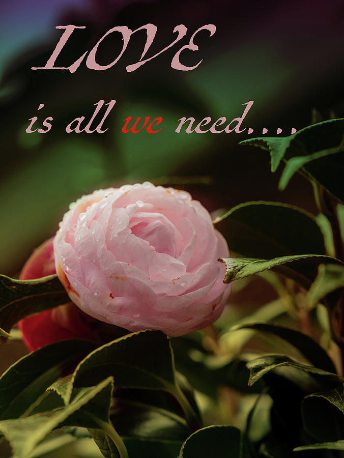 Quote - Love is all we need Photograph by Julia Massold - Fine Art America