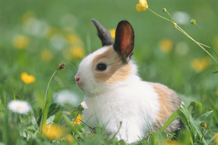 Rabbit Digital Art by Cornelia Dorr - Fine Art America