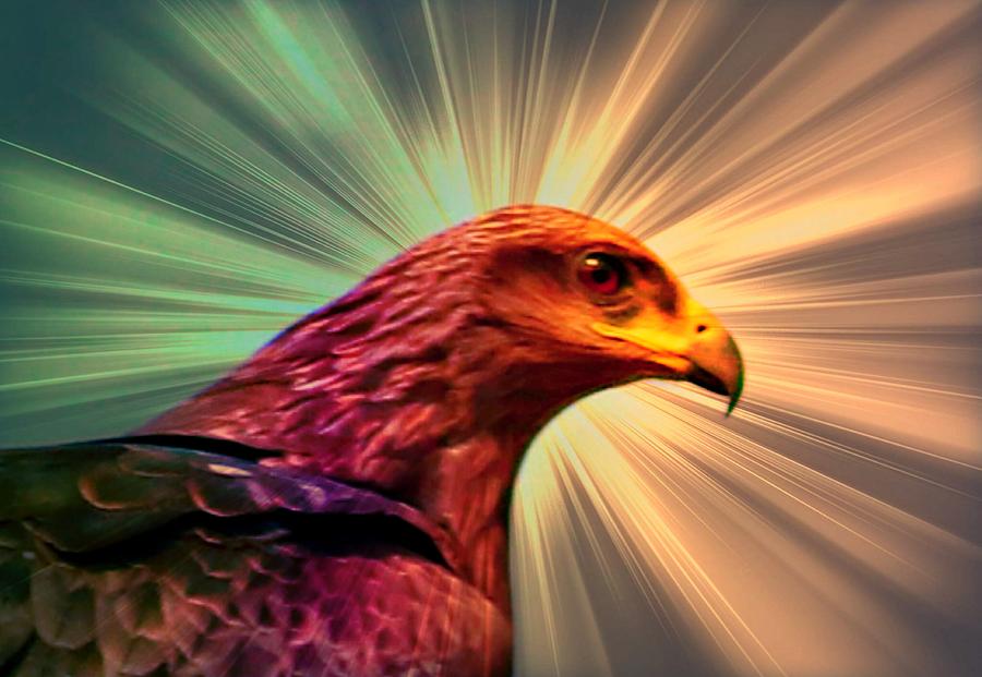 Rainbow hawk Digital Art by Nilu Mishra - Pixels
