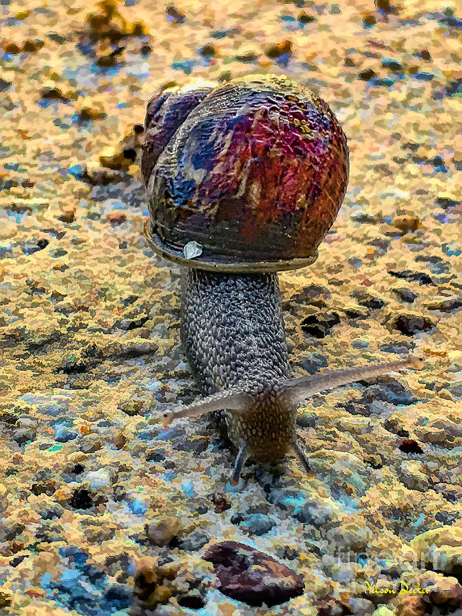 Rainbow Shell Photograph by Nelson Decker | Fine Art America