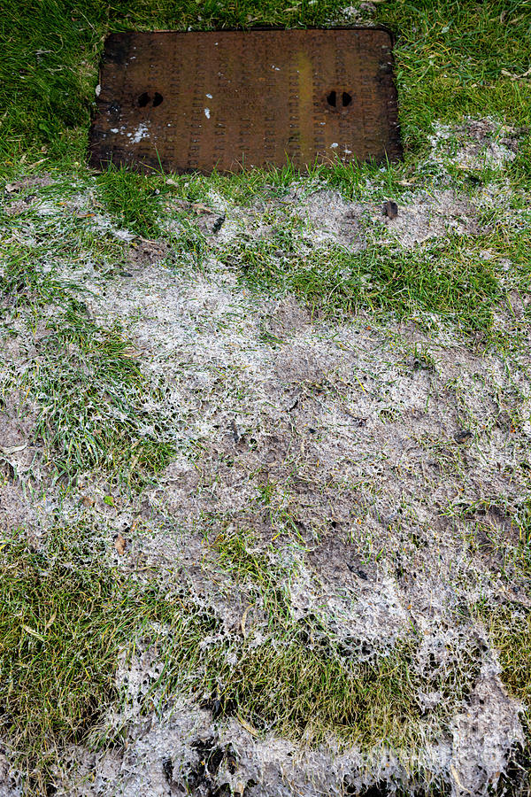 Raw Sewage Overflow Photograph by Ian Gowland/science Photo Library - Fine Art America