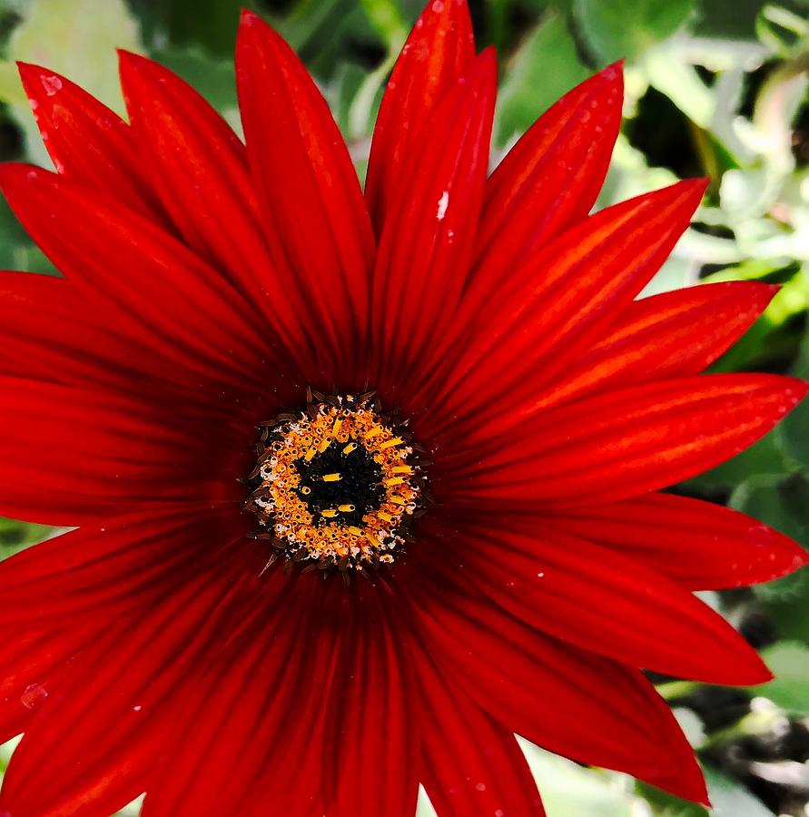 Red Daisy Photograph by Lisa Leyva - Pixels
