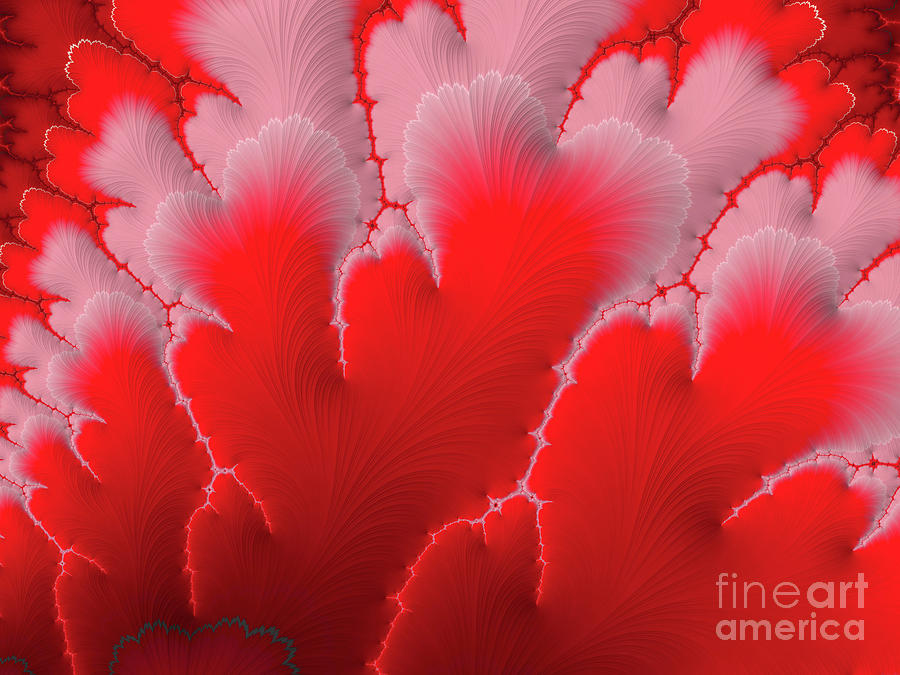 Red Feather Digital Art by Elisabeth Lucas - Fine Art America