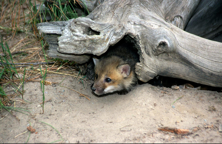 Red fox kits - ANIM460 00215 Photograph by Kevin Russell - Fine Art America