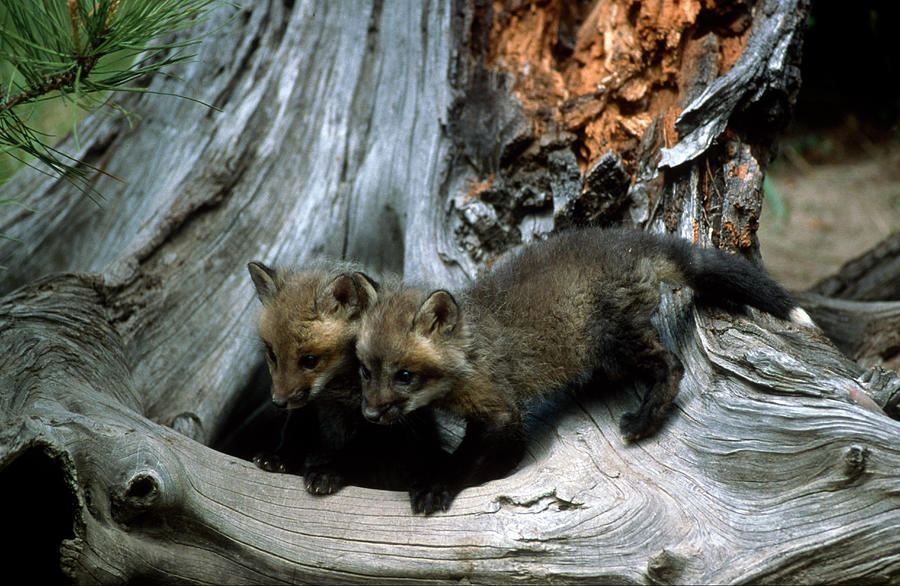 Red fox kits - ANIM460 00220 Photograph by Kevin Russell - Fine Art America