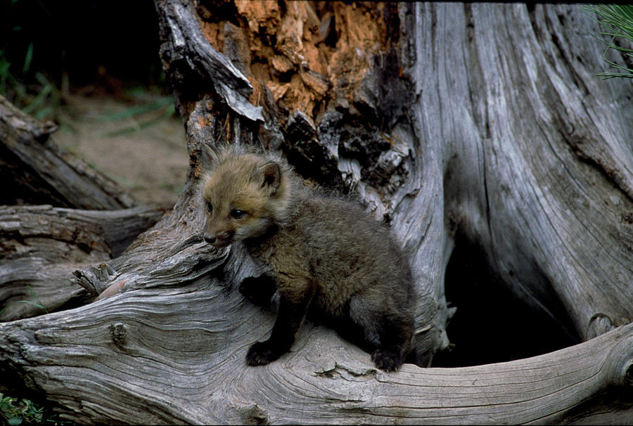 Red Fox kits near the mouth of the den - ANIM460 00113 Photograph by Kevin Russell | Fine Art ...