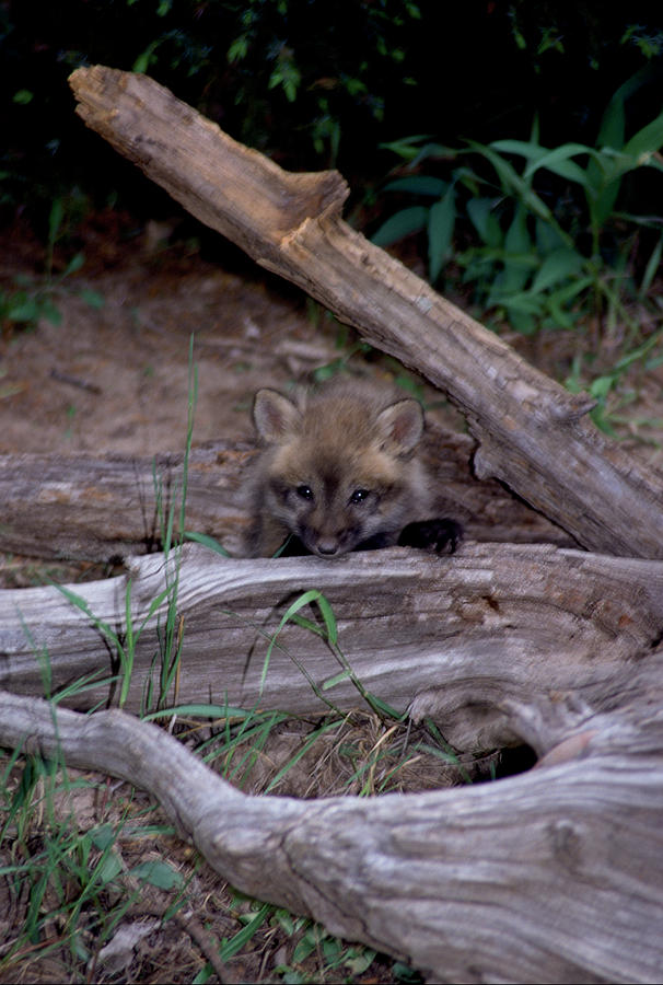 Red Fox kits near the mouth of the den - ANIM460 00115 Photograph by Kevin Russell - Fine Art ...
