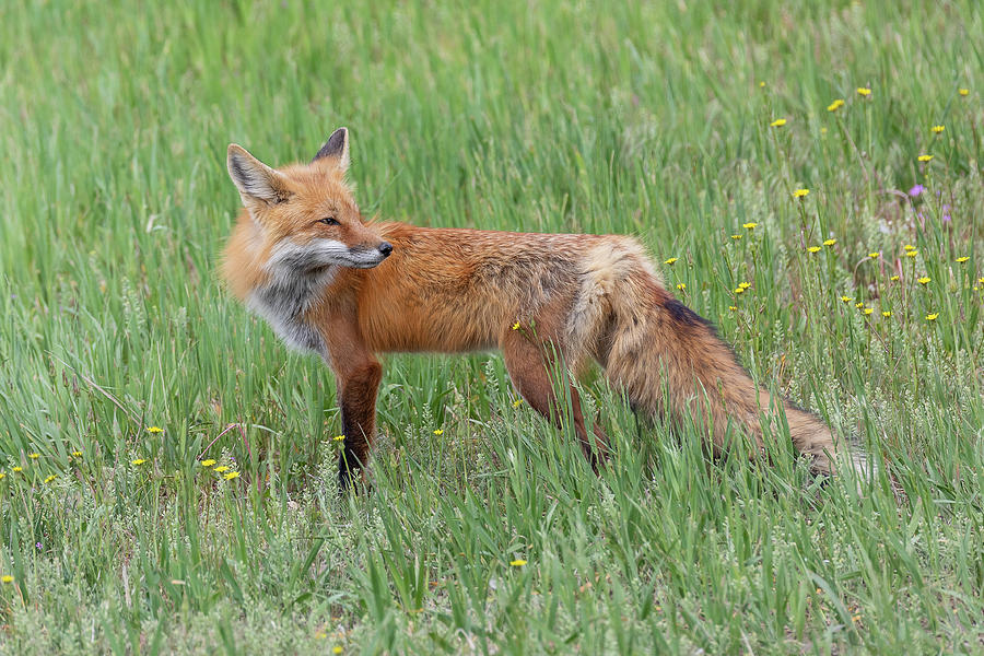 Red Fox Looking Behind Photograph by Tony Hake - Fine Art America