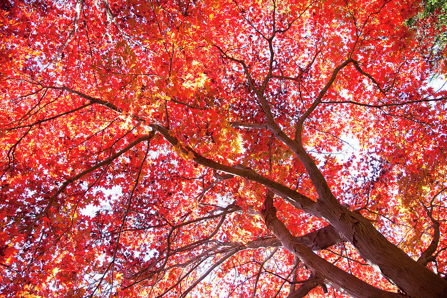 Red Maple Tree Forest