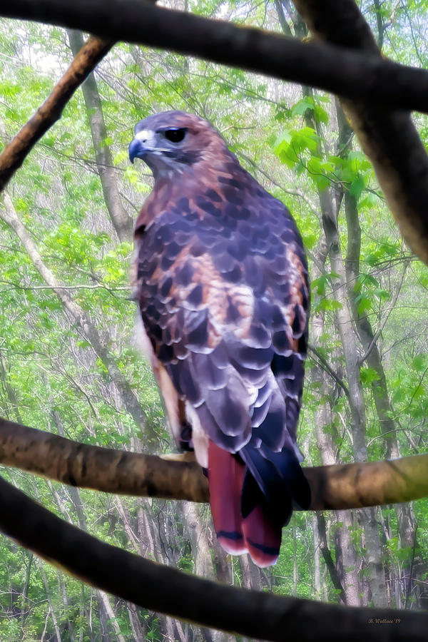 Red-Tailed Hawk Looking Back Photograph by Brian Wallace | Fine Art America