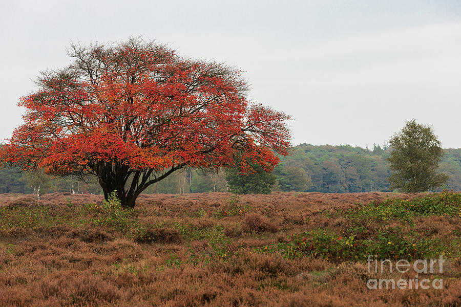 Red tree Photograph by Jan Van der Wolf - Pixels