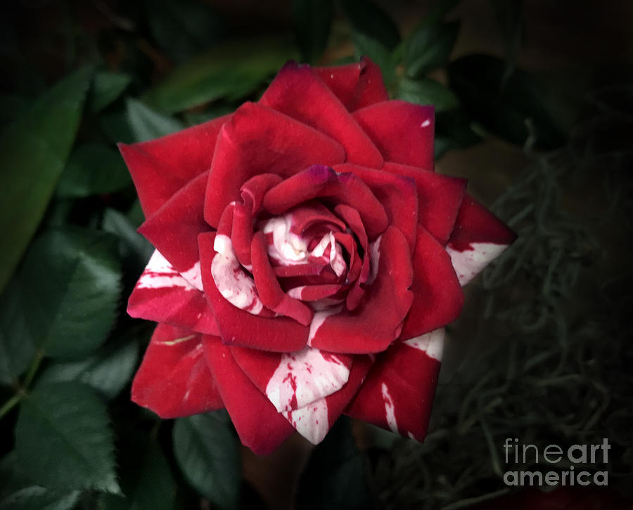 Red-white hybrid rose. 3-25-19 Pic 3 Photograph by Sofia Goldberg ...