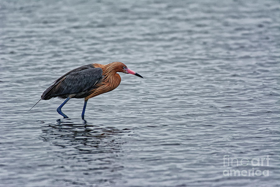 Reddish Egret 0881 Photograph By Marvin Reinhart Fine Art America