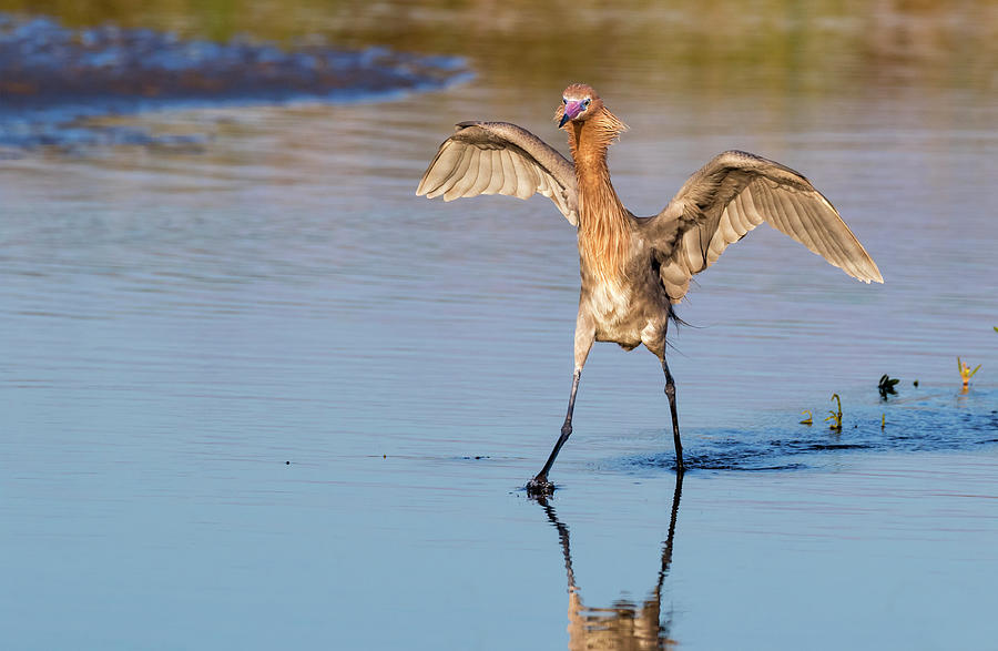 Reddish Egret Hunting Photograph By Ivan Kuzmin Fine Art America