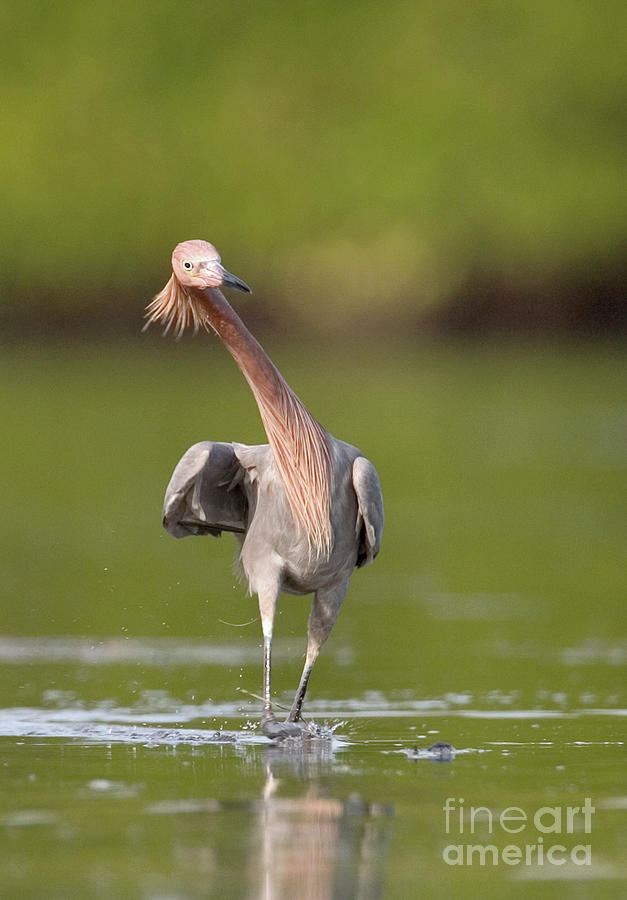 Reddish Egret Hunting Photograph By Manuel Presti Science Photo Library