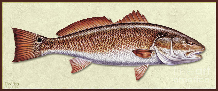 Redfish Side ID Painting by Jon Wright - Pixels