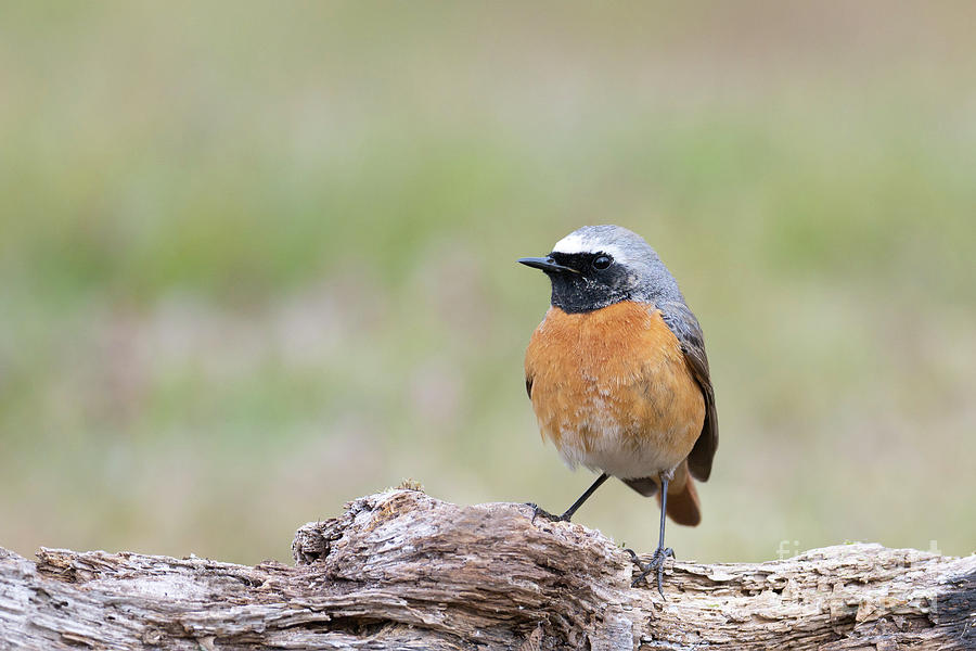 Redstart Photograph by Dr P. Marazzi/science Photo Library - Pixels