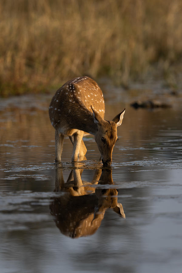 Reflection Photograph by Piyush Thacker - Fine Art America