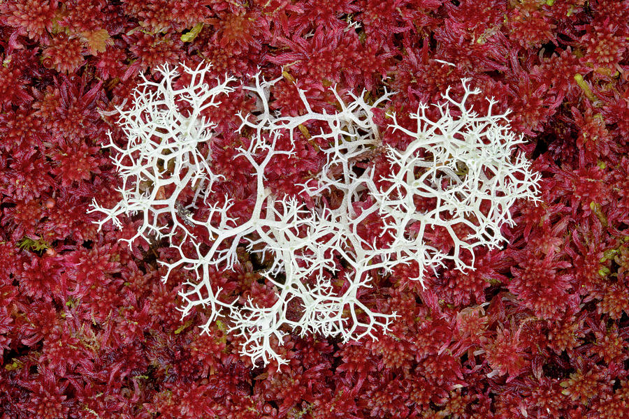 Reindeer Lichen Growing Through Sphagnum Moss, Uk Photograph by Alex ...