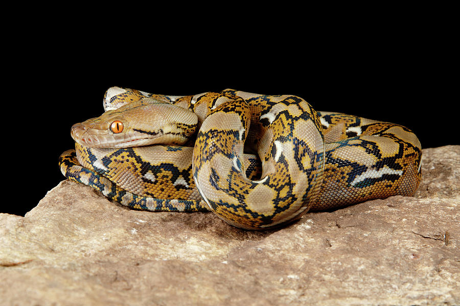 Reticulated Python On Rock Photograph by David Kenny | Pixels