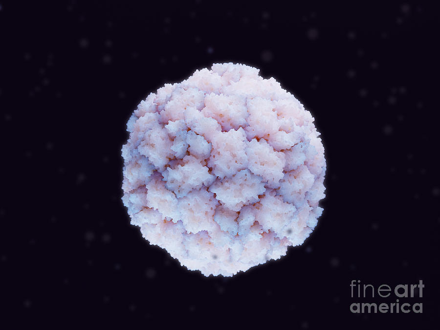 Rhinovirus by Science Photo Library