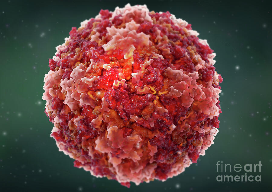 Rhinovirus Particle by Medical Graphics/michael Hoffmann/science Photo Library