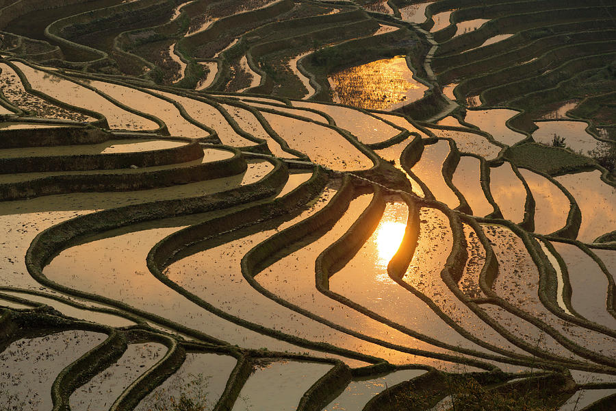 Rice Terraces Digital Art by Tim Mannakee - Fine Art America