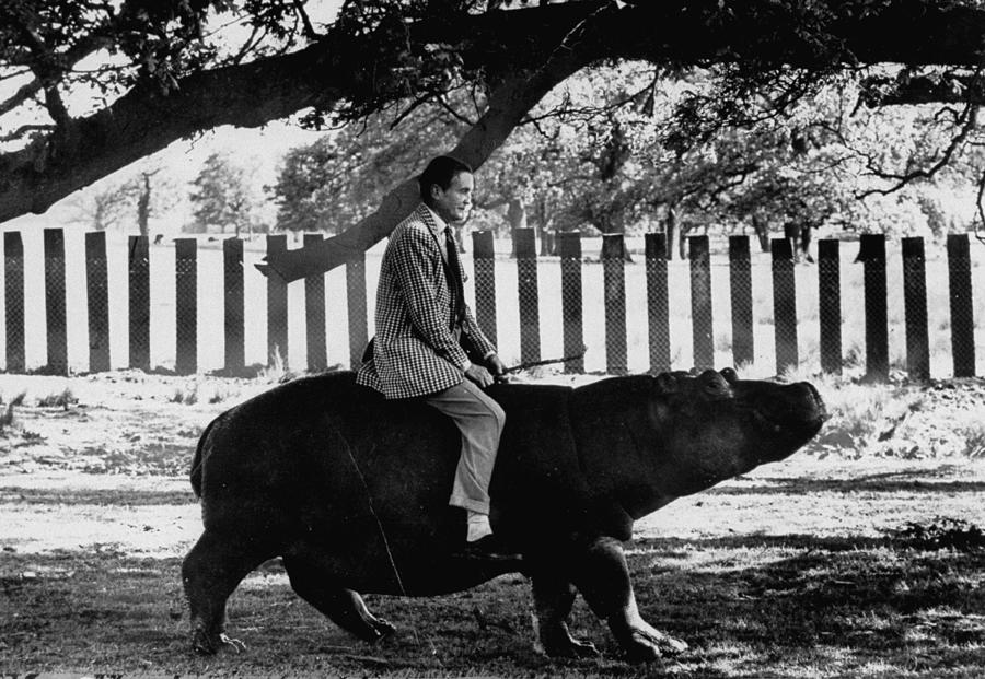 Riding a Hippo by Terence Spencer