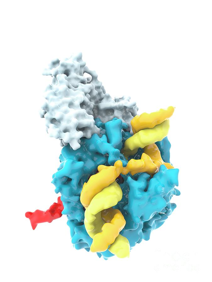 Rna-dependent Rna Polymerase Molecule Photograph by Ramon Andrade 3dciencia/science Photo ...