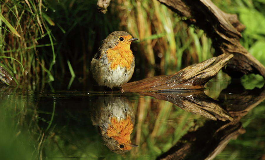 Robin Digital Art by Thomas Gruner - Fine Art America