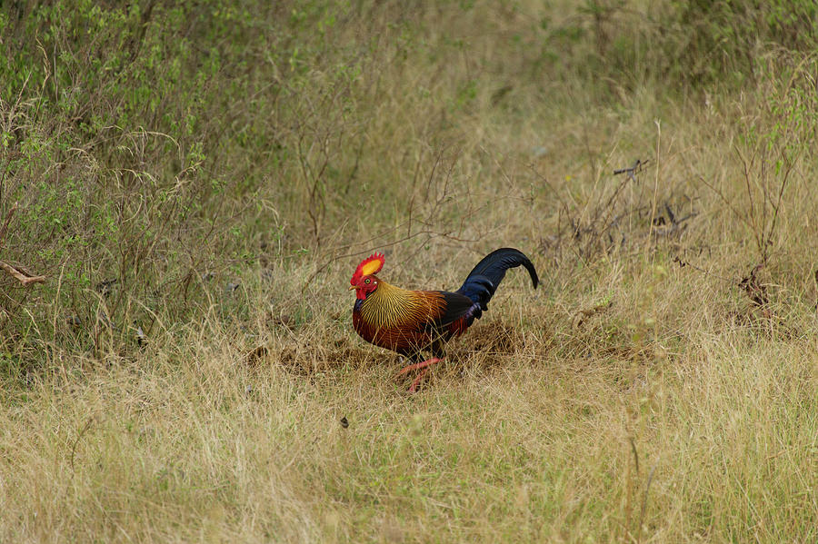 Rooster In Grass At Yala National Park In Sri Lanka Photograph by Lukas ...