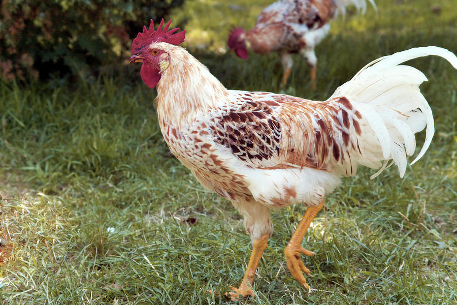 Rooster On Grassland, Farmhouse, Gutach Valley, Black Forest Photograph ...
