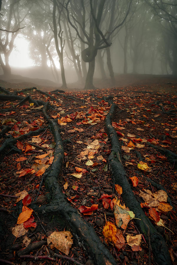 Roots Run Deep Photograph by Francis Wilson - Fine Art America