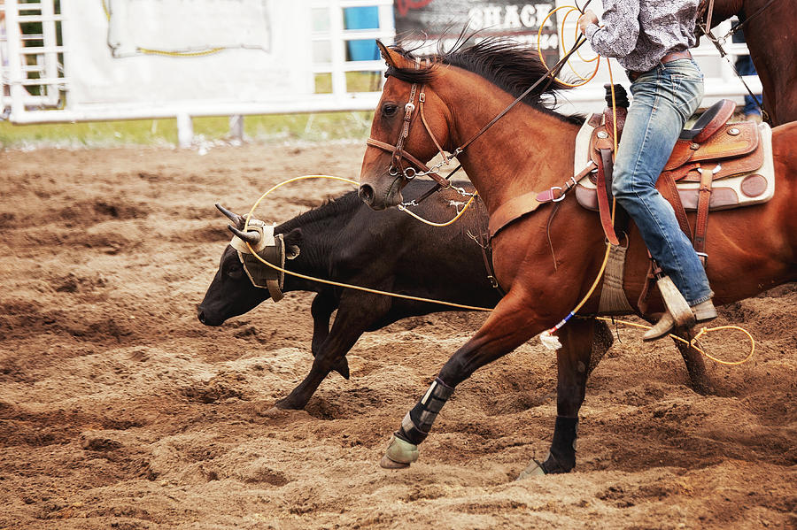 Roping a steer Photograph by Kathy Nicklen - Fine Art America