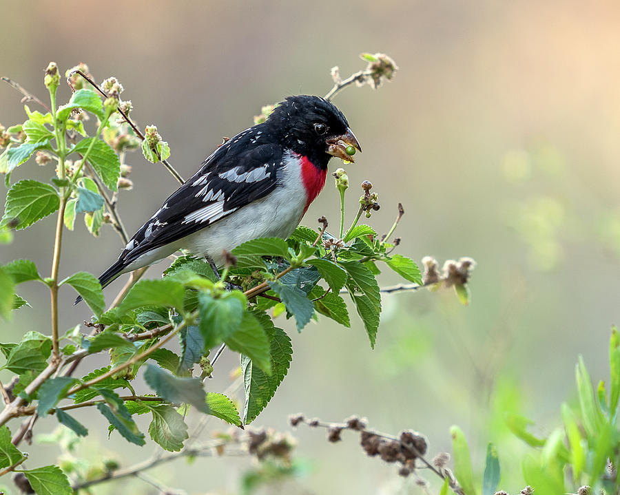 Rose Photograph by David Kulp | Fine Art America