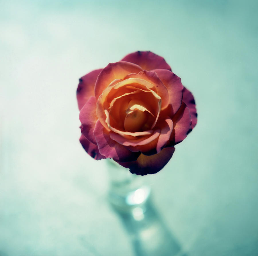 Rose by Loo3*