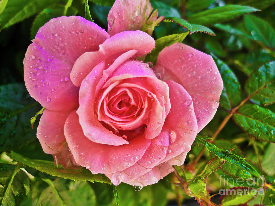 Rose_01 Photograph by Howard Stapleton - Fine Art America