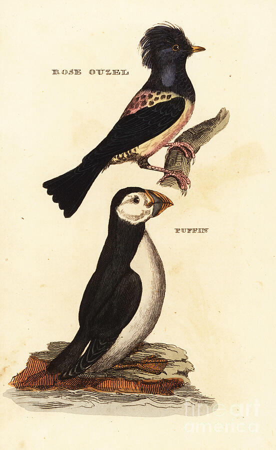 Rosy Starling, Pastor Roseus, And Atlantic Puffin, Fratercula Arctica Drawing by Edward Donovan ...